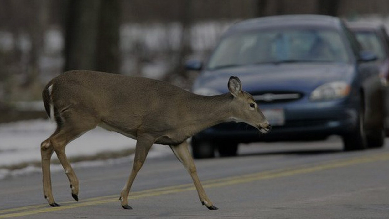 Important Facts About Deer-Related Accidents in Michigan Elia & Ponto